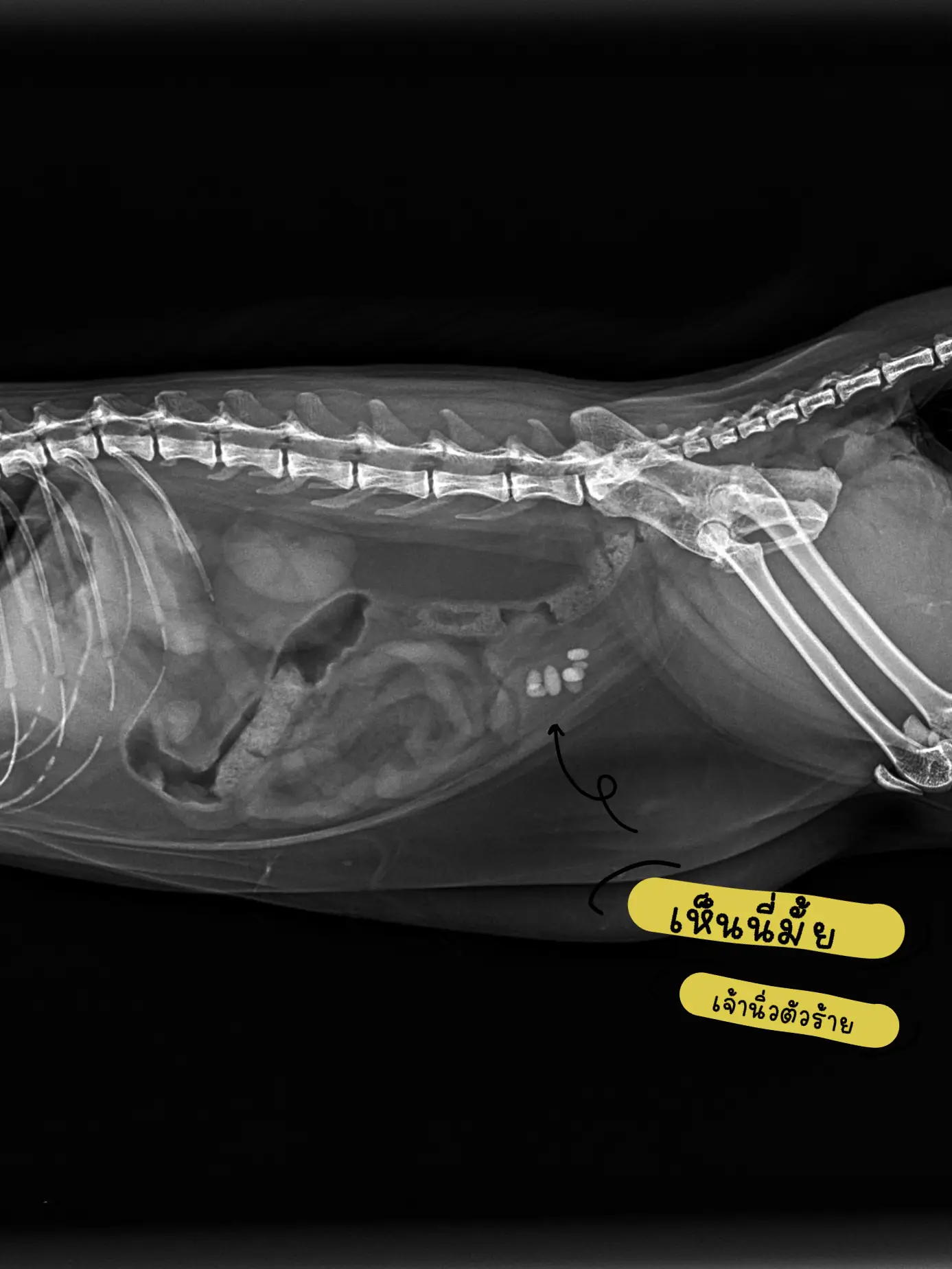 น้องแมวเป็นนิ่ว หมดไปเท่าไร 💸 | แกลเลอรีที่โพสต์โดย Mooam Sasitorn🌷 ...