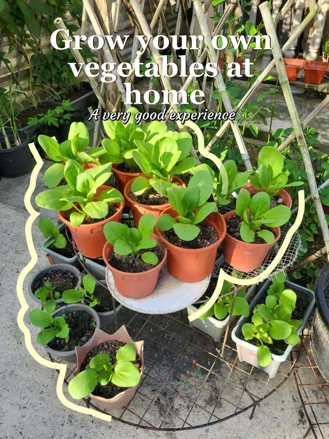 Grow your own vegetables at home 🥬 | Galeri disiarkan oleh Rachael | Lemon8