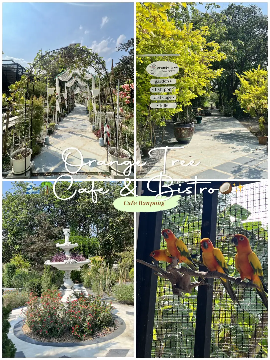 Orange Tree Cafe & Bistro คาเฟ่บ้านโป่ง จ.ราชบุรี | แกลเลอรีที่โพสต์โดย ...