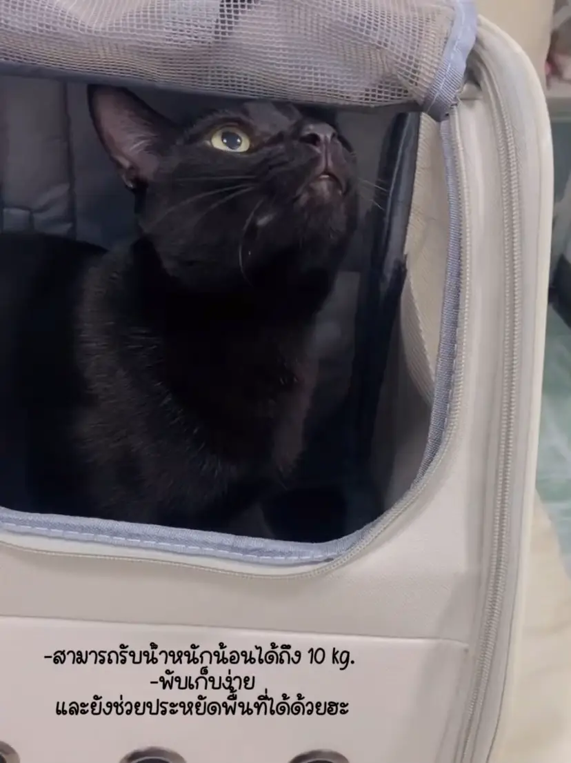 รีวิว กระเป๋าน้อนแมว | แกลเลอรีที่โพสต์โดย Jamm Prapanan | Lemon8