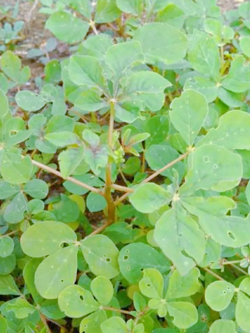 Semai Maman | Galeri disiarkan oleh nadiacantik | Lemon8