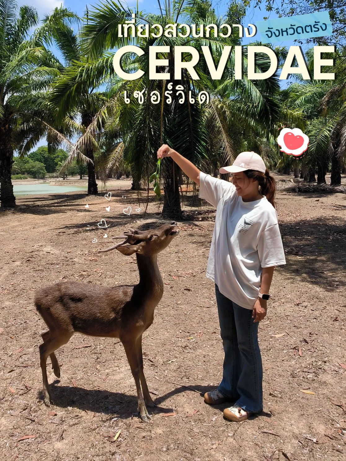 CERVIDAE เซอร์วิเด จังหวัดตรัง | แกลเลอรีที่โพสต์โดย pinto vor | Lemon8