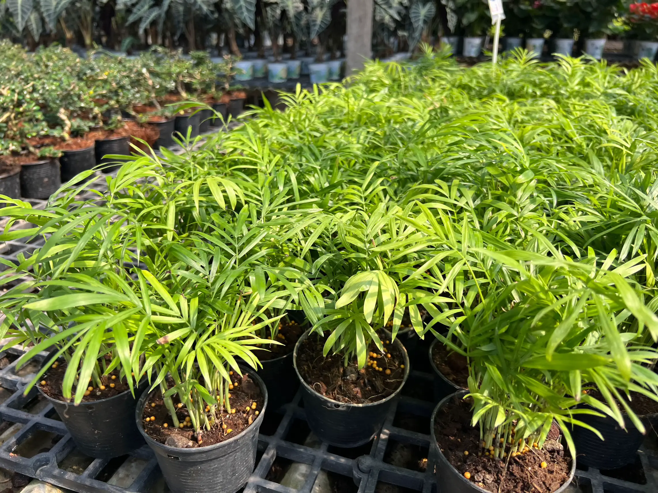 Find a table tree. Set it in the house. 🍀 bamboo palm. It has a ...