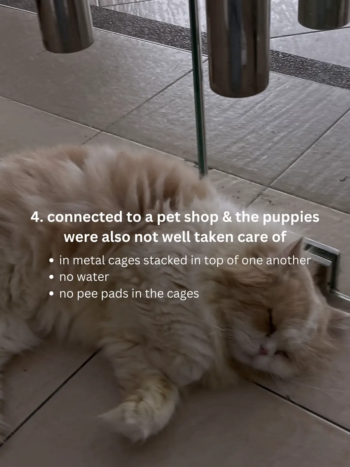 my honest review on chow q cafe in jb 🐕🐈‍⬛ | Gallery posted by faith ッ ...