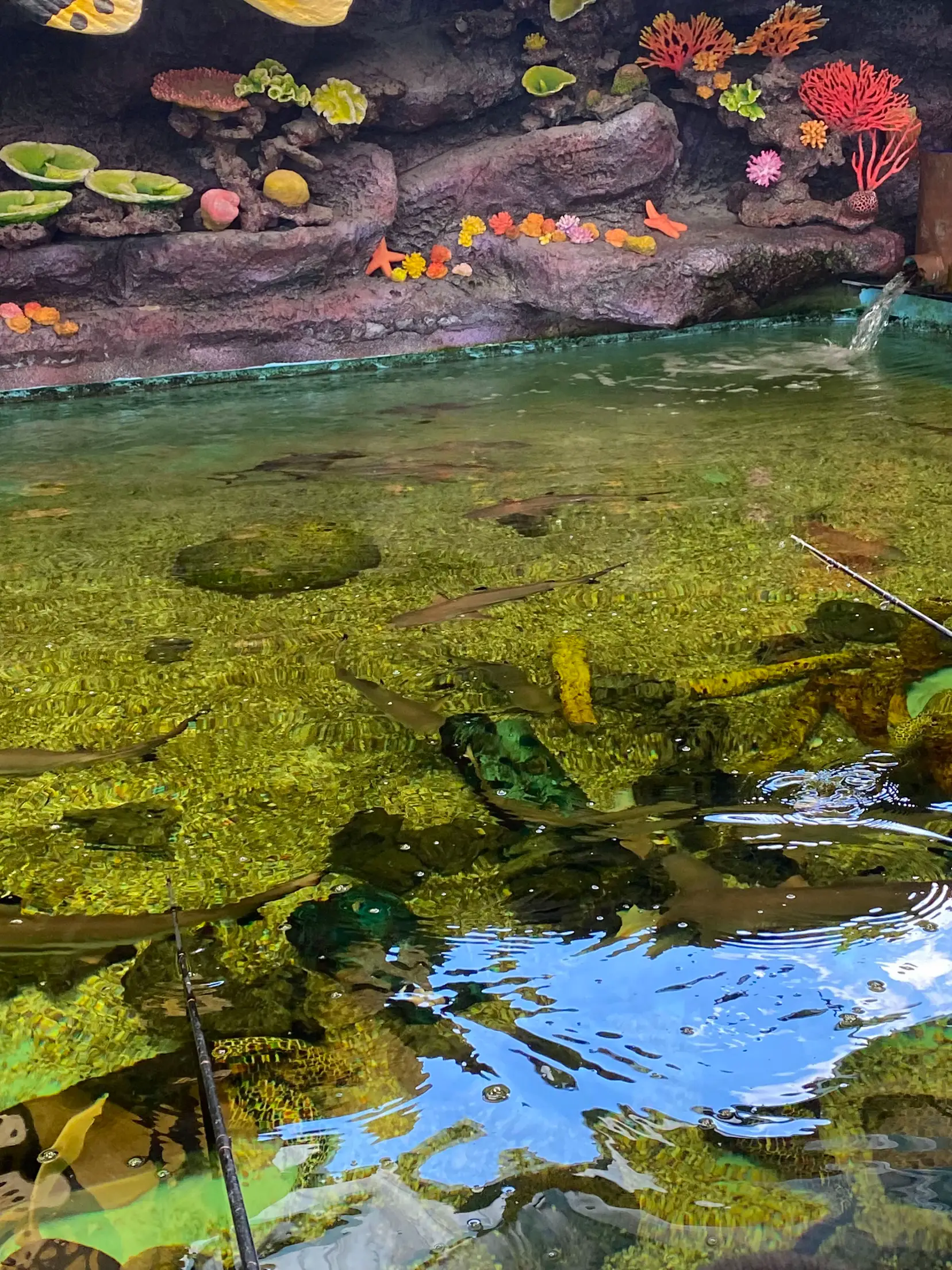 Monster aquarium พัทยาา🐠🌊 | แกลเลอรีที่โพสต์โดย wchaya🐋🫧 | Lemon8