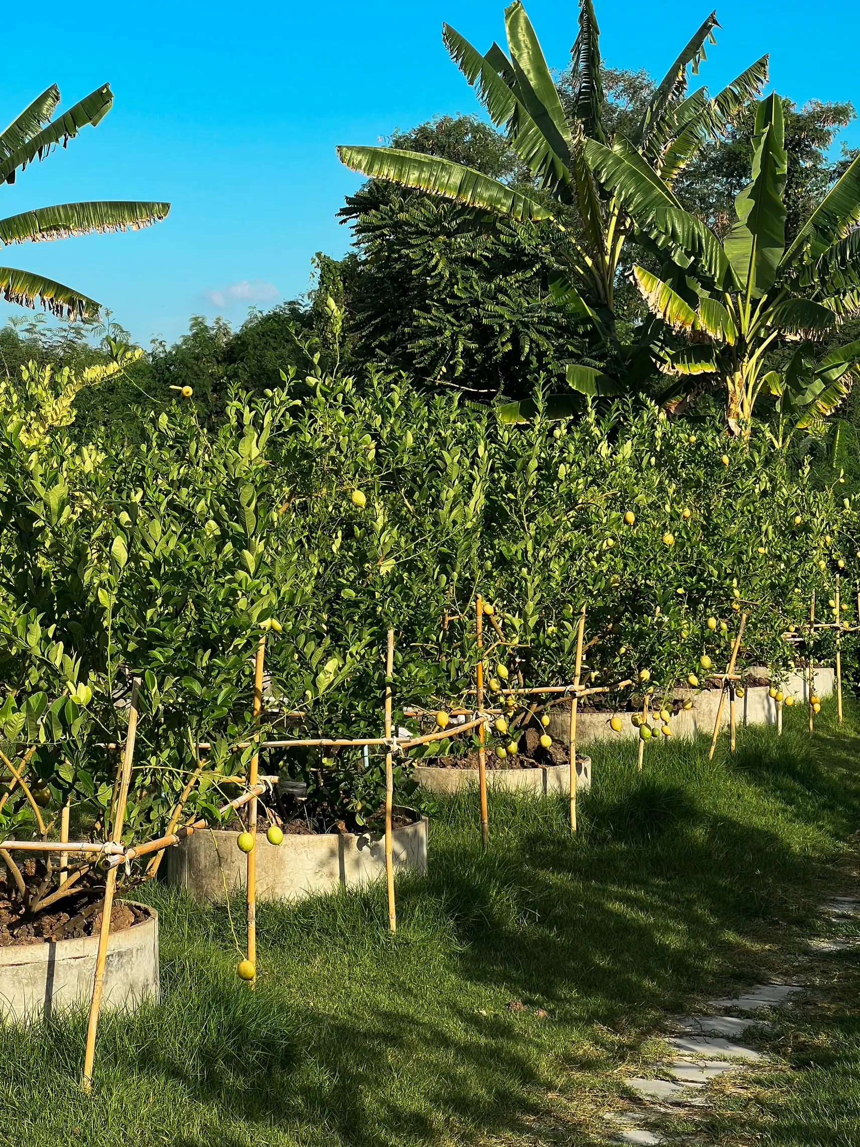 🍋update Lemon Me Farm 🌳 #นครปฐม | แกลเลอรีที่โพสต์โดย ♡♡♡♡♡ äpple ...