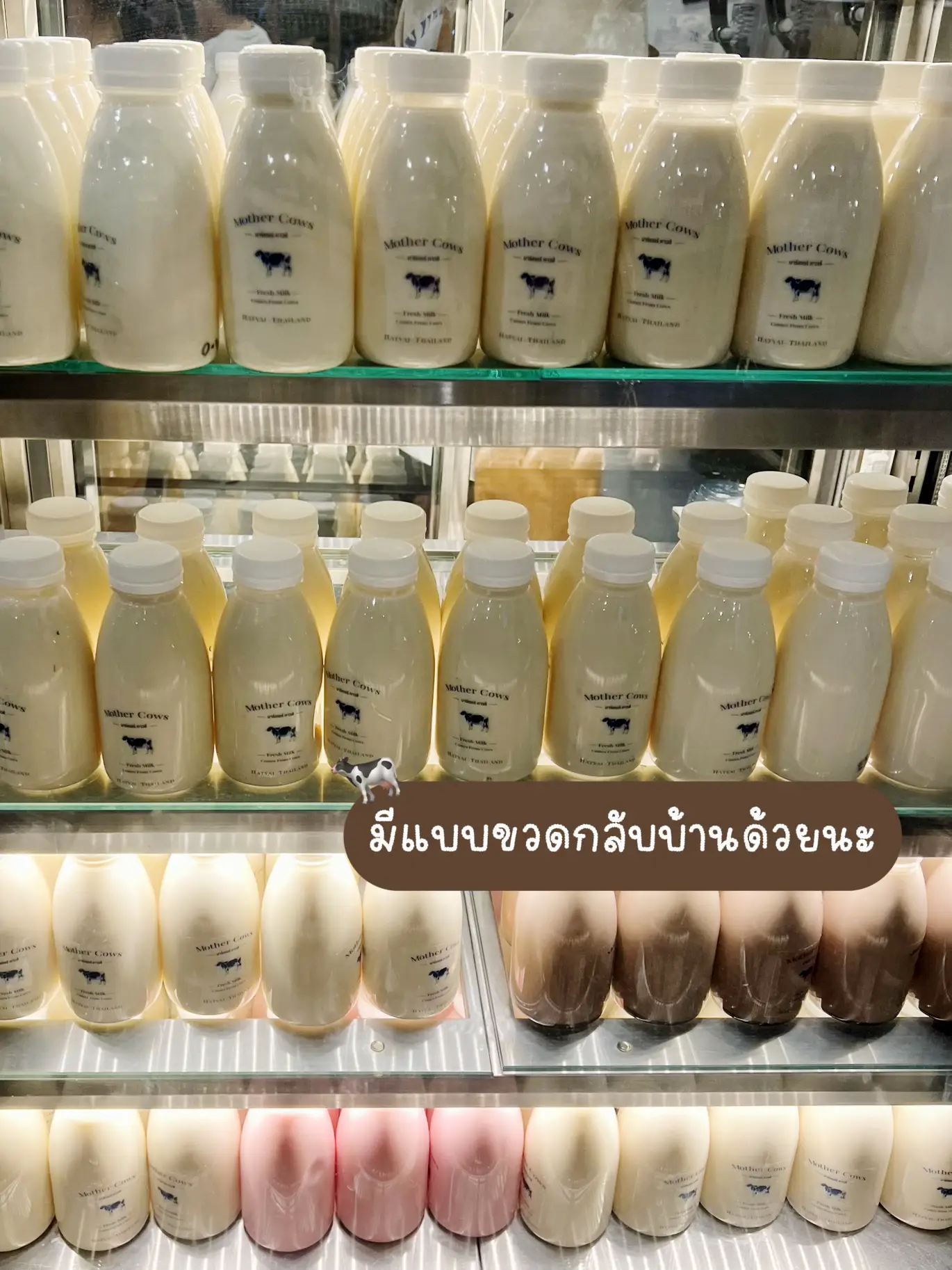 Mother Cows 🐄 ร้านดังจากหาดใหญ่ บุกบรรทัดทอง 💥 | แกลเลอรีที่โพสต์โดย ...