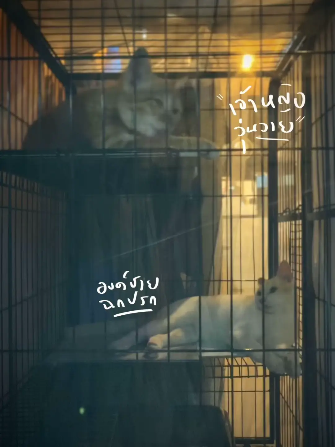 เจ้าหญิงแสนวุ่นวาย กับ องค์ชายจอมฉกปรก | วิดีโอที่เผยแพร่โดย Bo say Bo ...