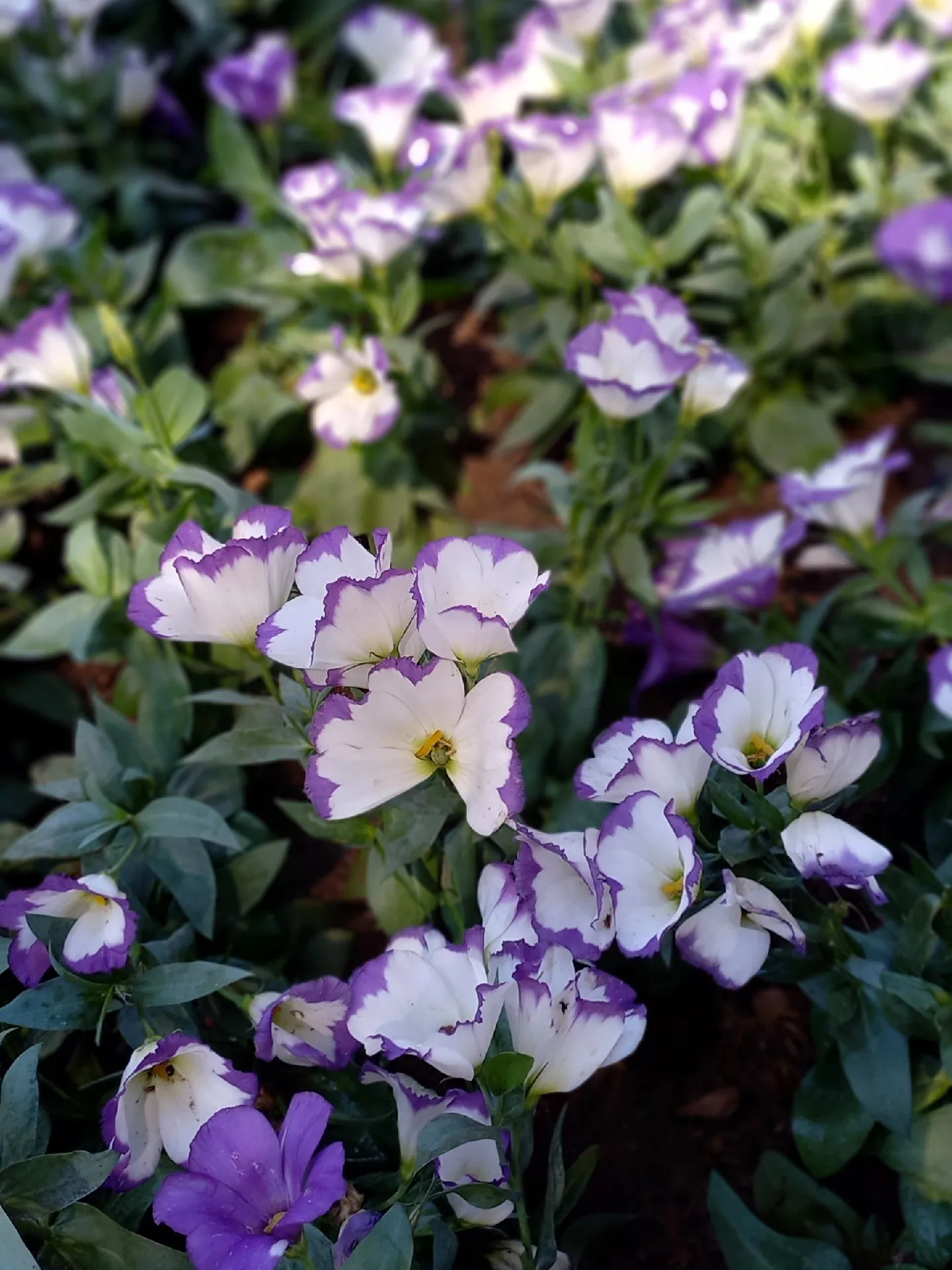 pumpuidluffy โพสต์ผลงานแล้ว ดู | แกลเลอรีที่โพสต์โดย Pumpui D Luffy | Lemon8