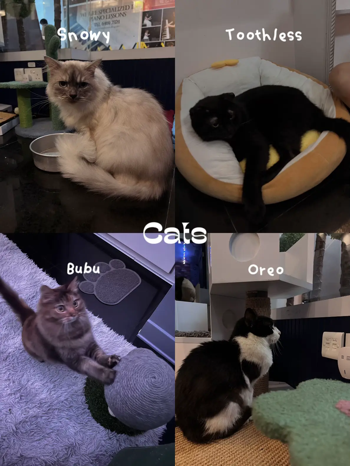 COSY SPACE FOR CAT LOVERS TO CHILL/STUDY/HANGOUT 🐱 | Gallery posted by Cassandra Ng | Lemon8