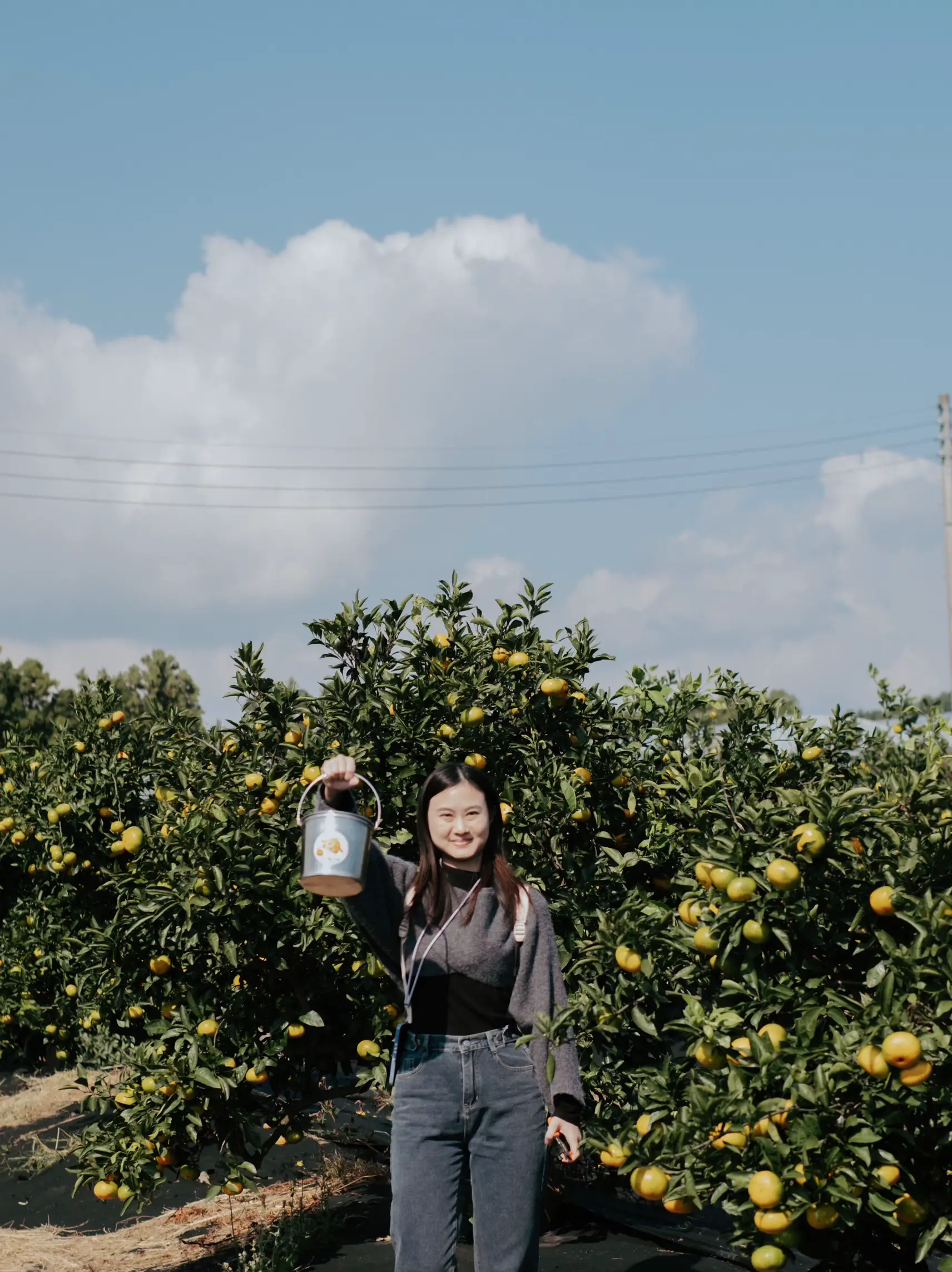 tangerine picking in jeju 🍊🍊 | Gallery posted by Katelyn | Lemon8