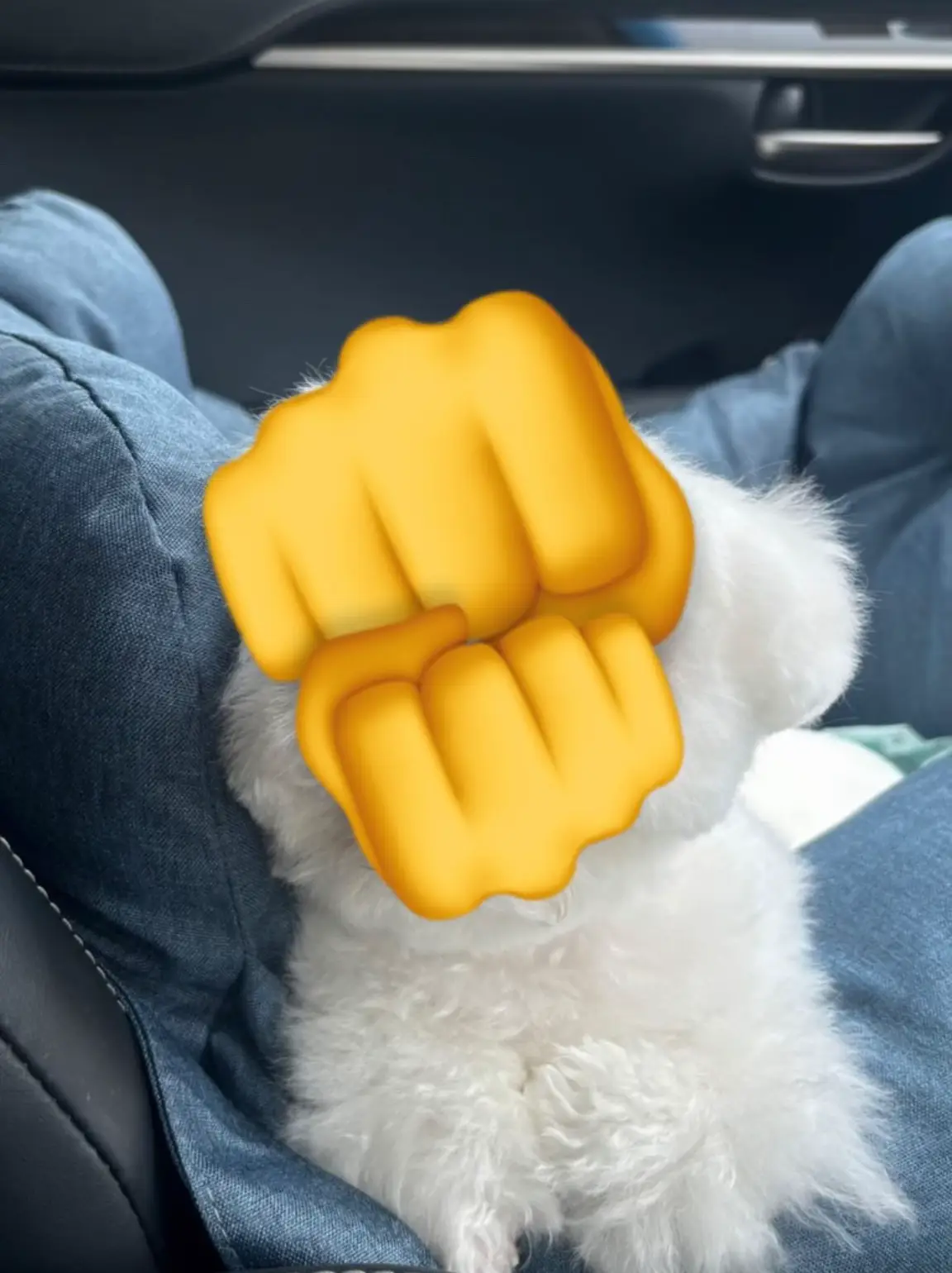 韓国で人気のペットフォトペインティングトレンド。試してみましたか? | หมาNami Bichon が投稿したフォトブック | Lemon8