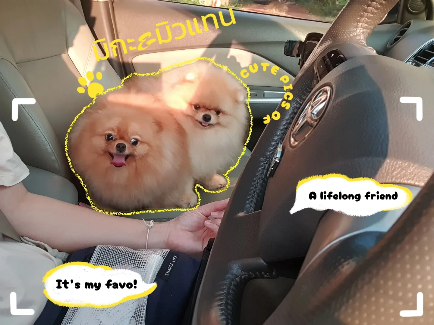 มิกะ&มิวแทน 🥰 | แกลเลอรีที่โพสต์โดย Smart Pom | Lemon8