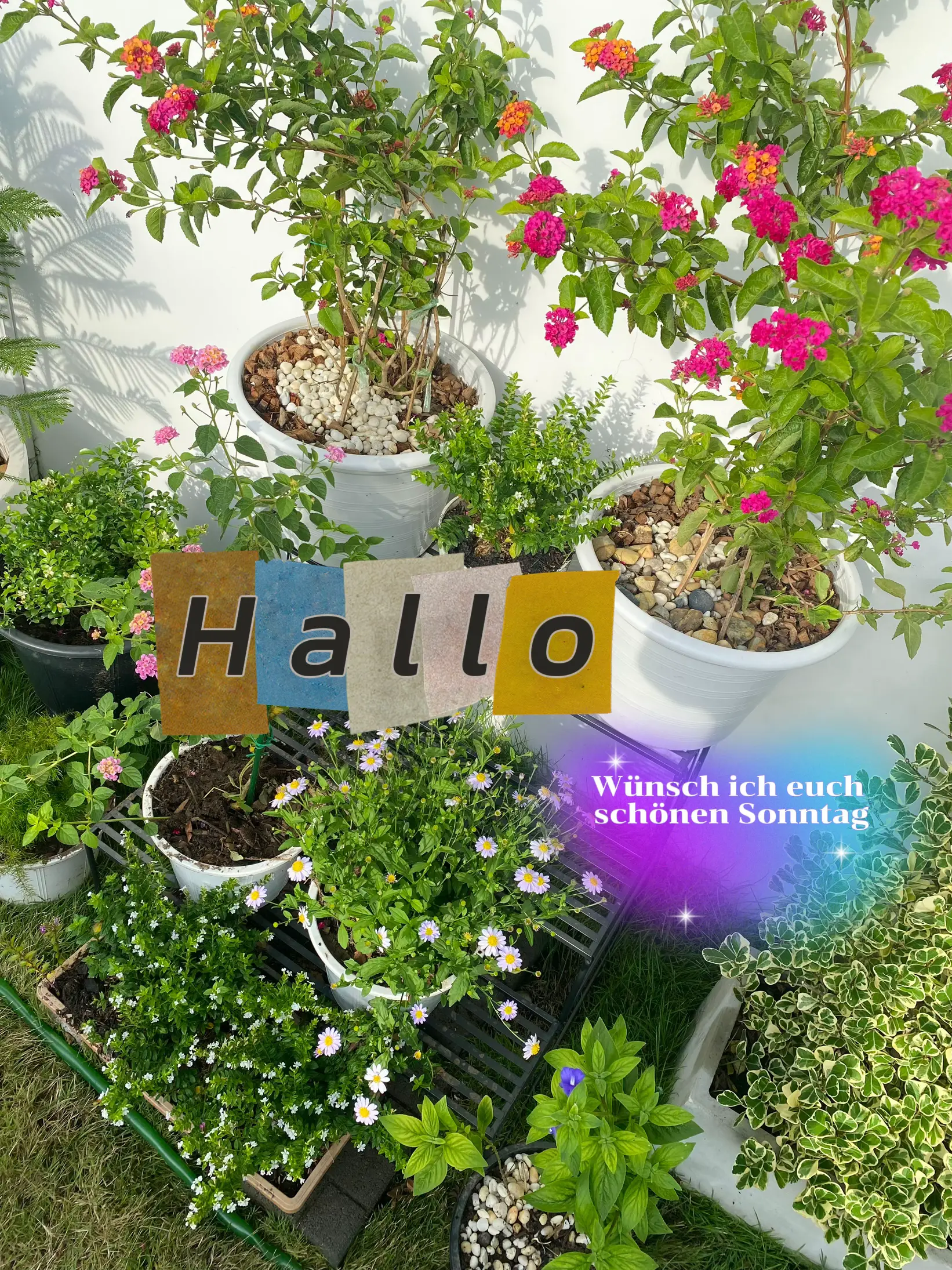 Hallo | แกลเลอรีที่โพสต์โดย Gunn | Lemon8