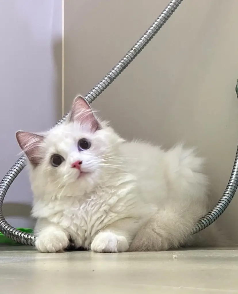 Ragdoll แมวตุ๊กตาผ้า🐈 แงวตัวแรกของเรา🫶🏻🩵 | แกลเลอรีที่โพสต์โดย babe🦋 | Lemon8