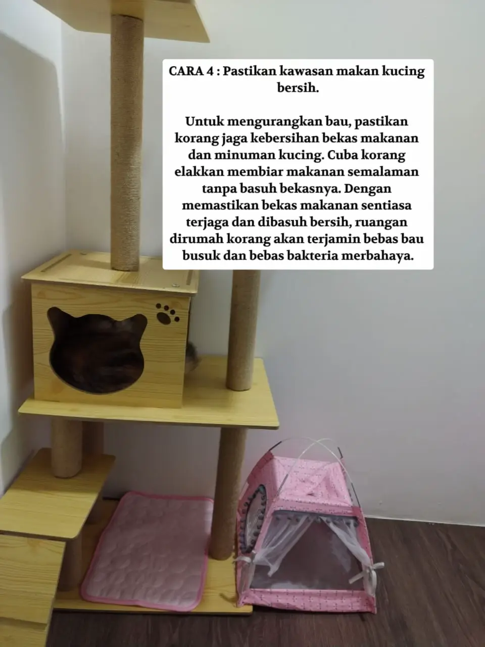 Tips Berkesan Hilangkan Bau Kucing Di Dalam Rumah! | Galeri disiarkan ...