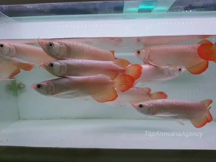 Premium Super red Arowana | วิดีโอที่เผยแพร่โดย Tanaphat M. | Lemon8