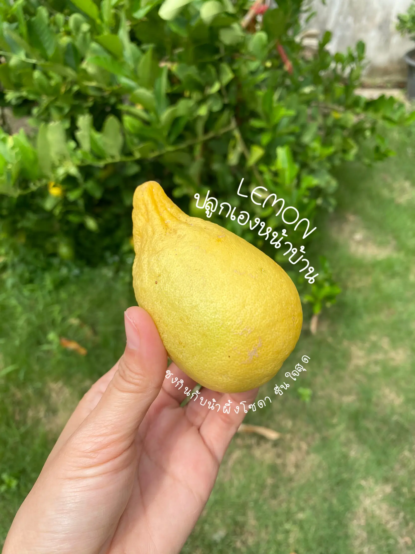 ปลูกเลม่อนกินเองหน้าบ้าน 🍋 | แกลเลอรีที่โพสต์โดย MS review | Lemon8