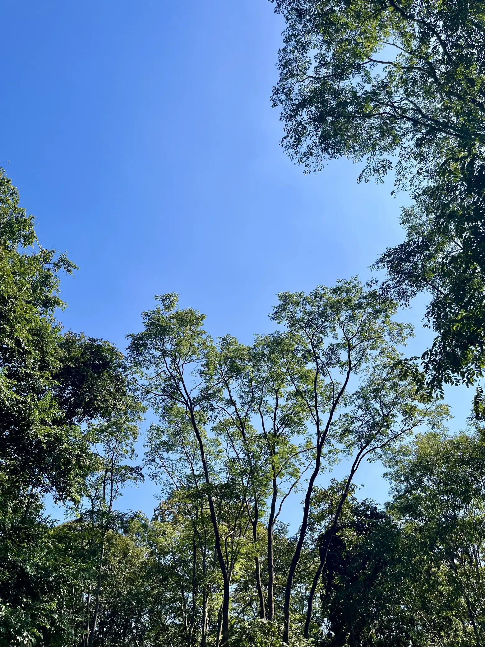 อัพเดทคาเฟ่ใหม่เขาใหญ่ | แกลเลอรีที่โพสต์โดย Bas Travel | Lemon8