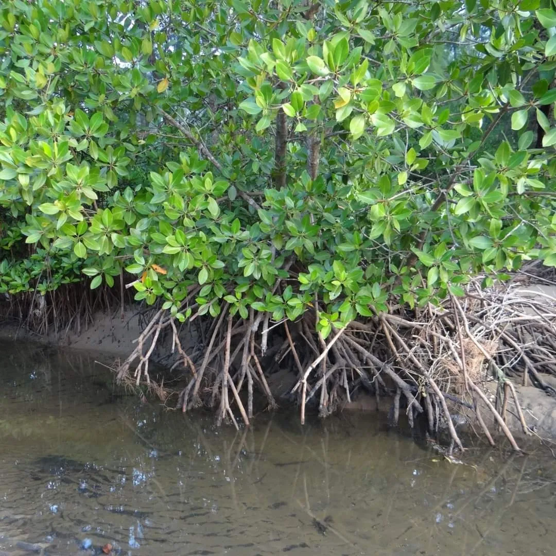 LANGKAWI MANGROVE TOUR | แกลเลอรีที่โพสต์โดย Fida Abdullah | Lemon8