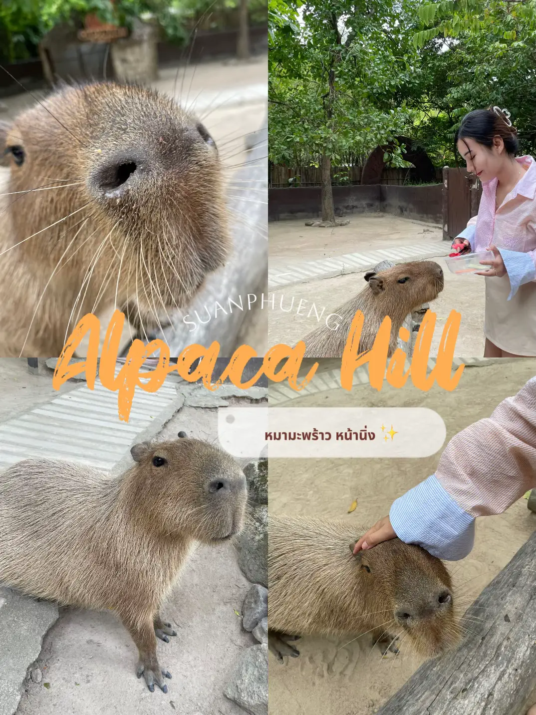 Alpaca Hill - ราชบุรี ⛰🦫 | แกลเลอรีที่โพสต์โดย 🐰รีวิวตามใจหมวย | Lemon8