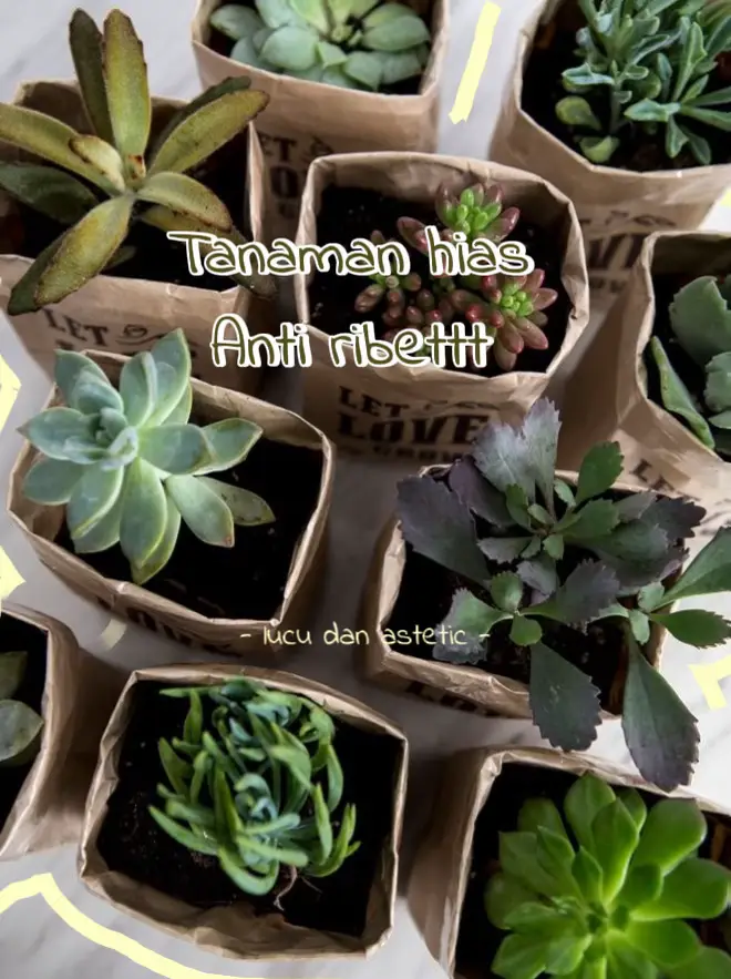 - tanaman lucu dan astetic - | Galeri diposting oleh Anggiemayang | Lemon8