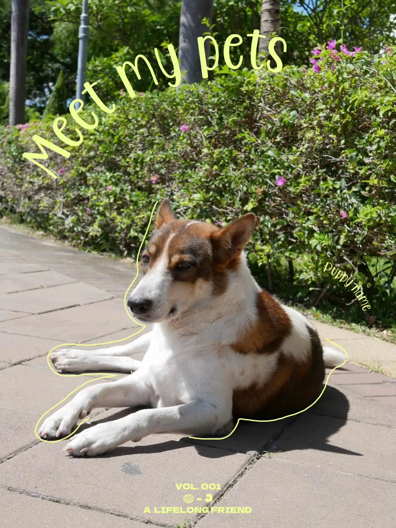 Meet my pets | แกลเลอรีที่โพสต์โดย Mossikub | Lemon8