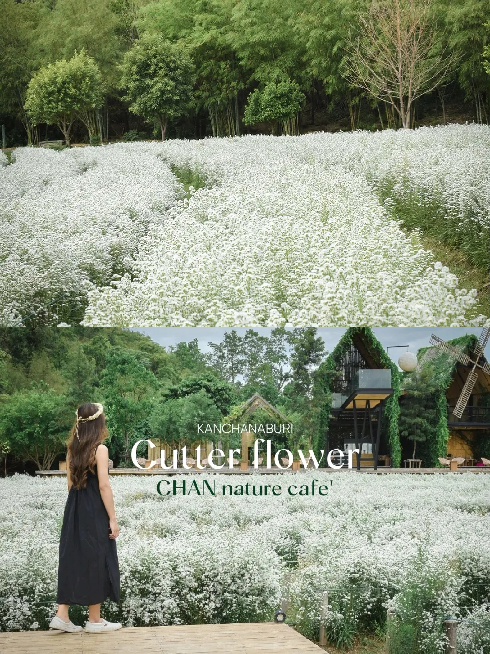 Cutter flower | CHAN nature cafe' ทุ่งคัตเตอร์ กาญ | แกลเลอรีที่โพสต์ ...