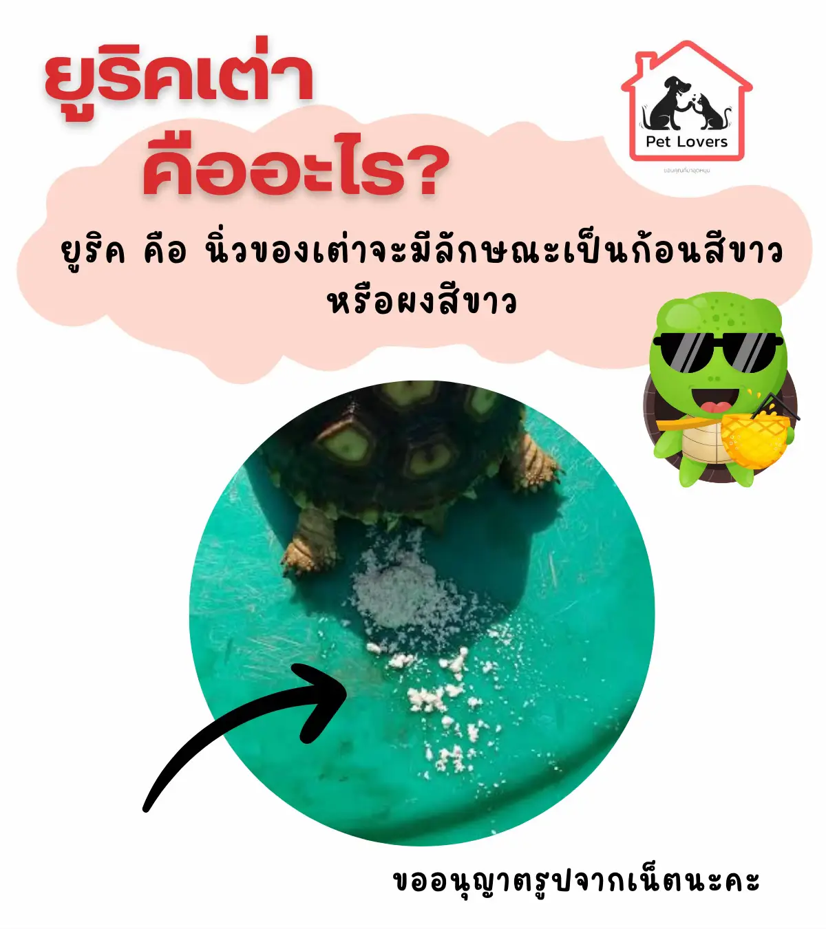 ยูริคเต่าคืออะไร? | แกลเลอรีที่โพสต์โดย Pet lovers | Lemon8