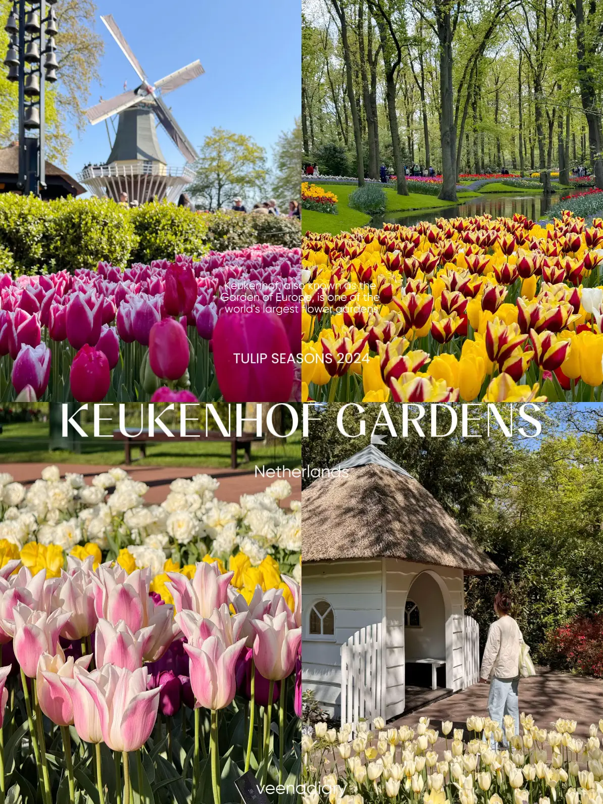 Amsterdam 🌷 สวนทิวลิปกังหันลม เนเธอร์แลนด์ Keukenhof | แกลเลอรีที่โพสต์โดย veenadiary | Lemon8