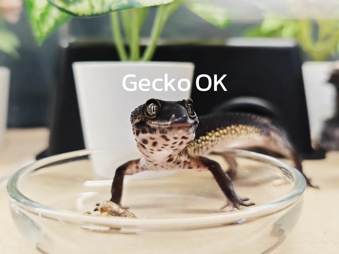 Gecko OK | แกลเลอรีที่โพสต์โดย ReptileHiso.com | Lemon8
