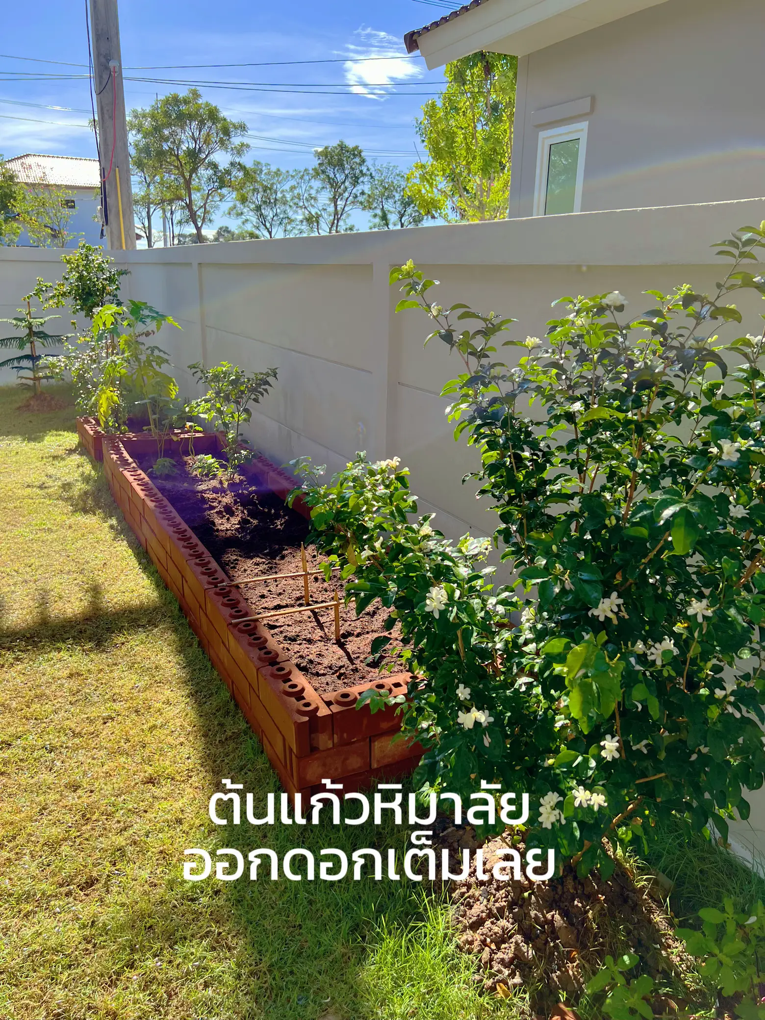 แปลงปลูกผัก สมบูรณ์100% EP.3 | แกลเลอรีที่โพสต์โดย TP Studio Home | Lemon8