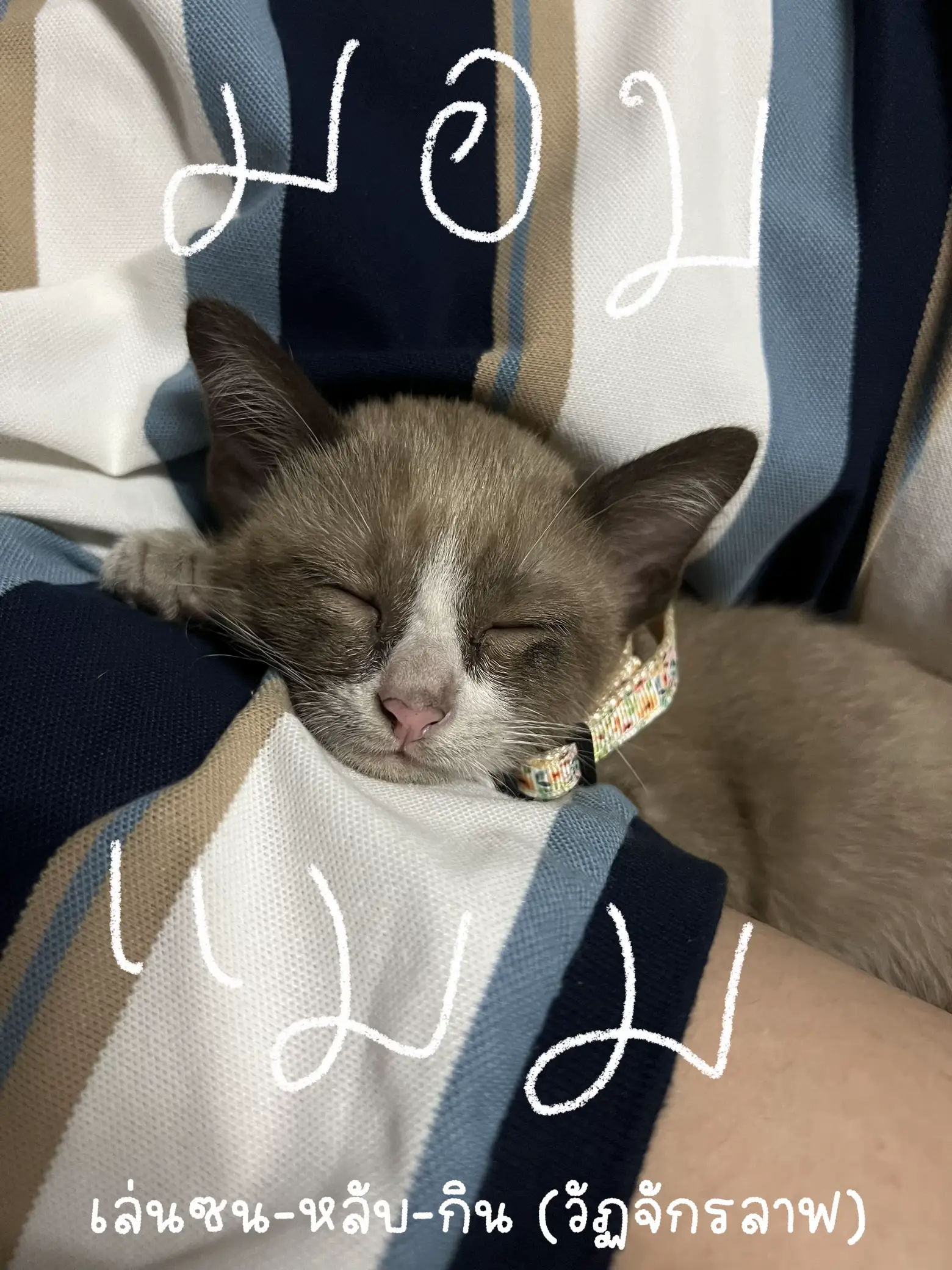 Olaf cat ‘‘ | แกลเลอรีที่โพสต์โดย Nat tanyapan | Lemon8