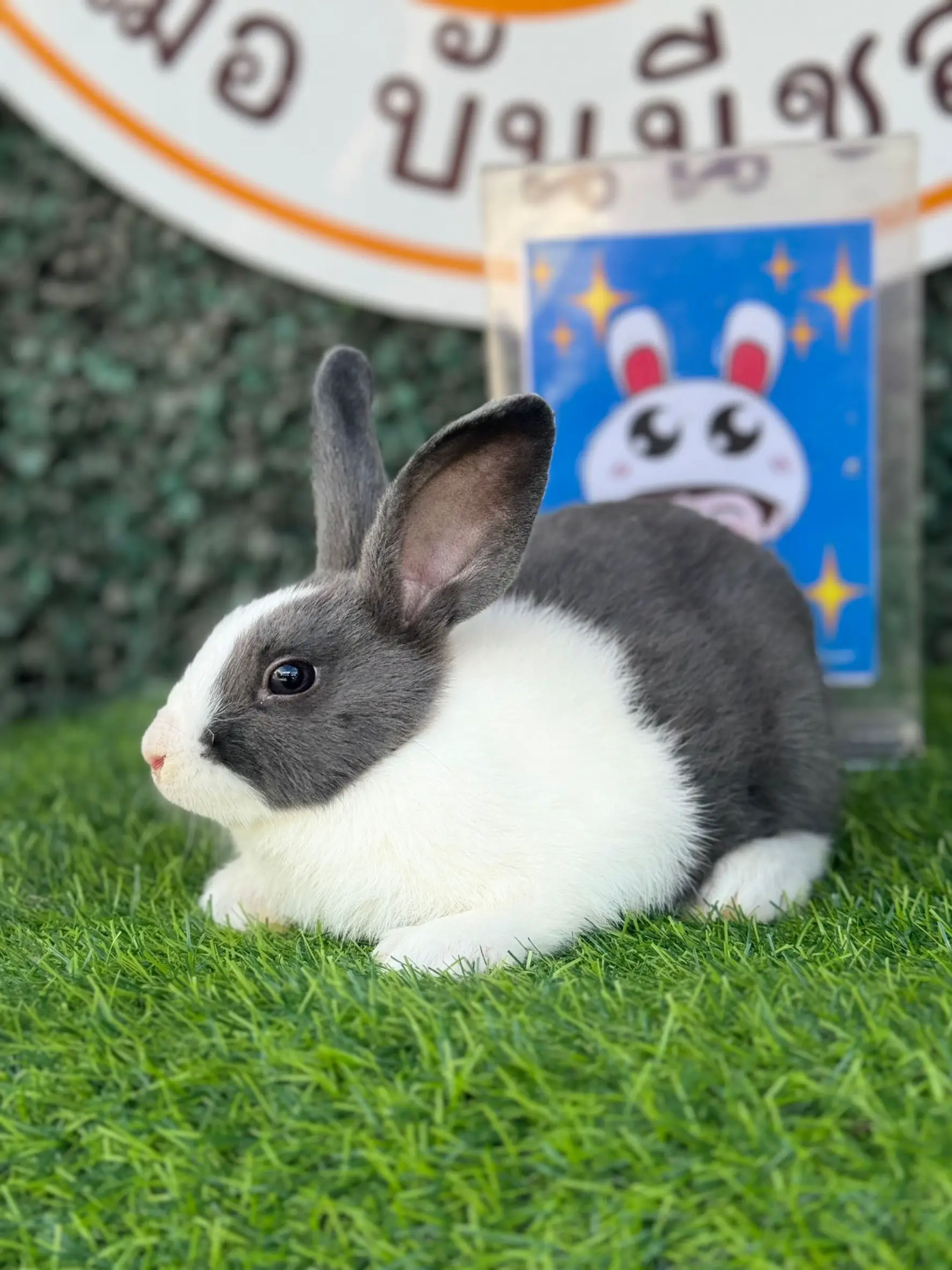 Dacht species rabbit | Gallery posted by JeBunnyChonburi | Lemon8