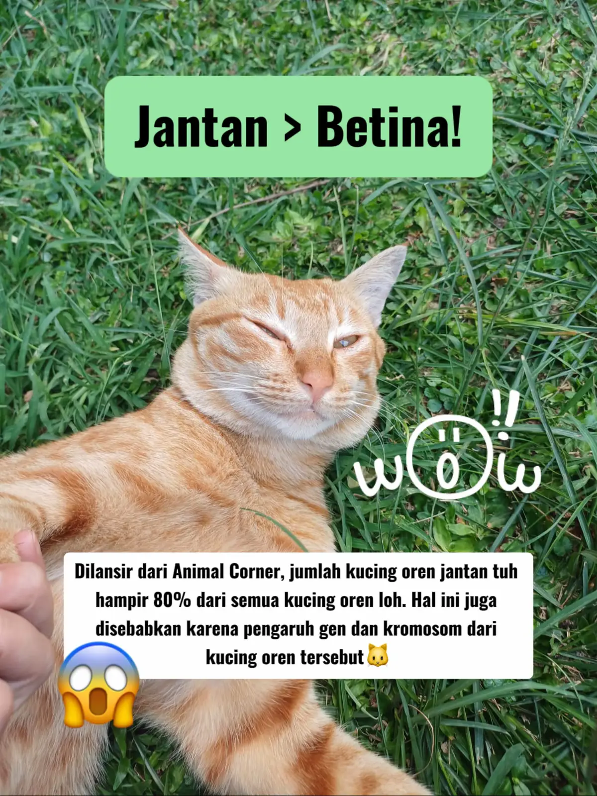 Fakta tentang KUCING OYEN!! Yang terakhir gemas‼️🤣 | Galeri diposting ...