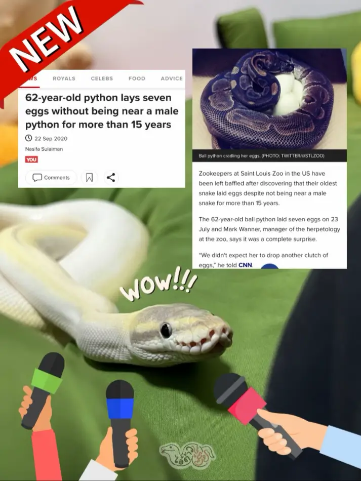 “อายุขัย” ของงูกี่ปี?! 🐍💡 | แกลเลอรีที่โพสต์โดย ไอ้ต้าวงู้ยยย | Lemon8