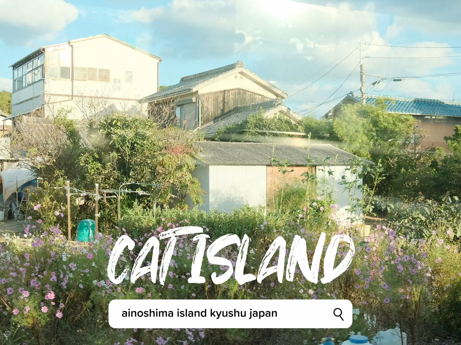 CAT ISLAND IN JAPAN 🐈🐈‍⬛ (how to get there, etc) | Gallery posted by ...