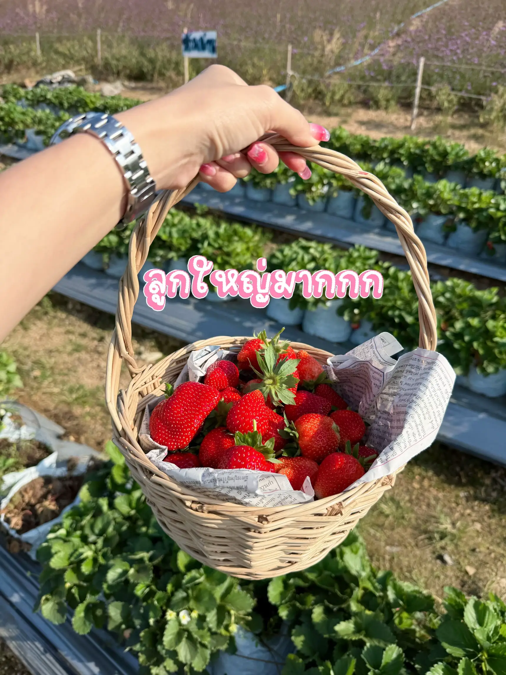 ไปเก็บสตอเบอรรี่ที่วังน้ำเขียวกัน | แกลเลอรีที่โพสต์โดย Watsana Bai | Lemon8