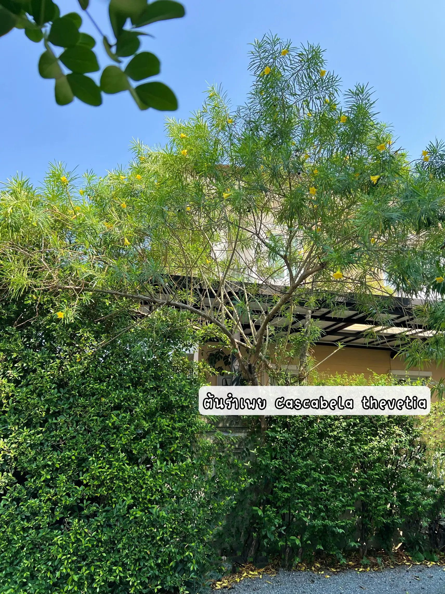 คนรักสวน ต้นไม้ที่บ้านเรา🌳🍃 | แกลเลอรีที่โพสต์โดย Salin Story🌸 | Lemon8