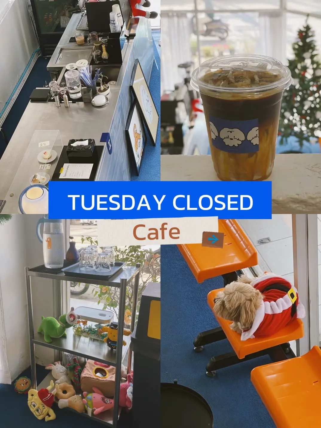 Tuesday closed cafe : คาเฟ่นี้มีหมานะ 🐶🐶 | แกลเลอรีที่โพสต์โดย กะทิ ...
