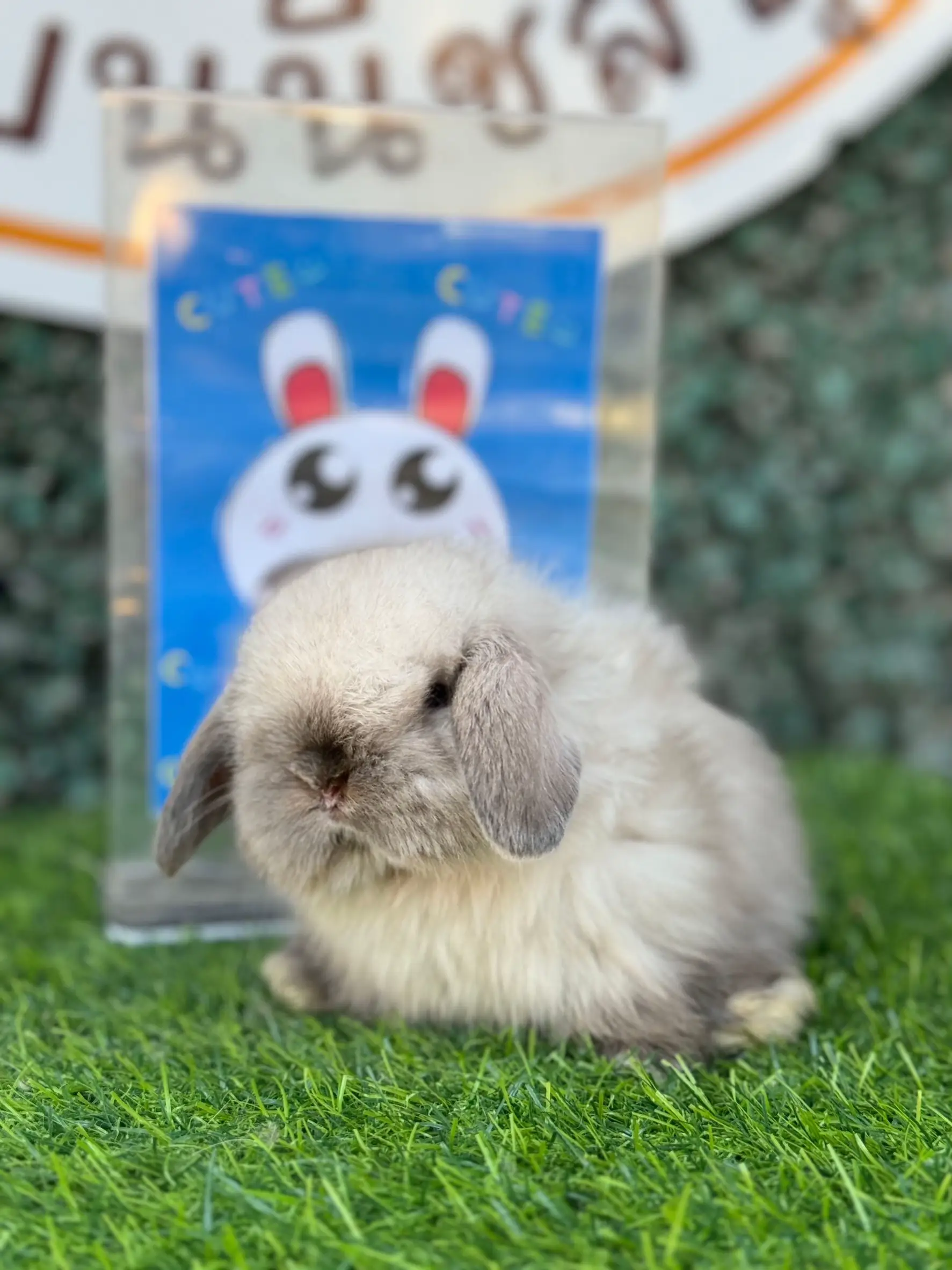 Holland Lop Rabbit Breed | Gallery posted by JeBunnyChonburi | Lemon8