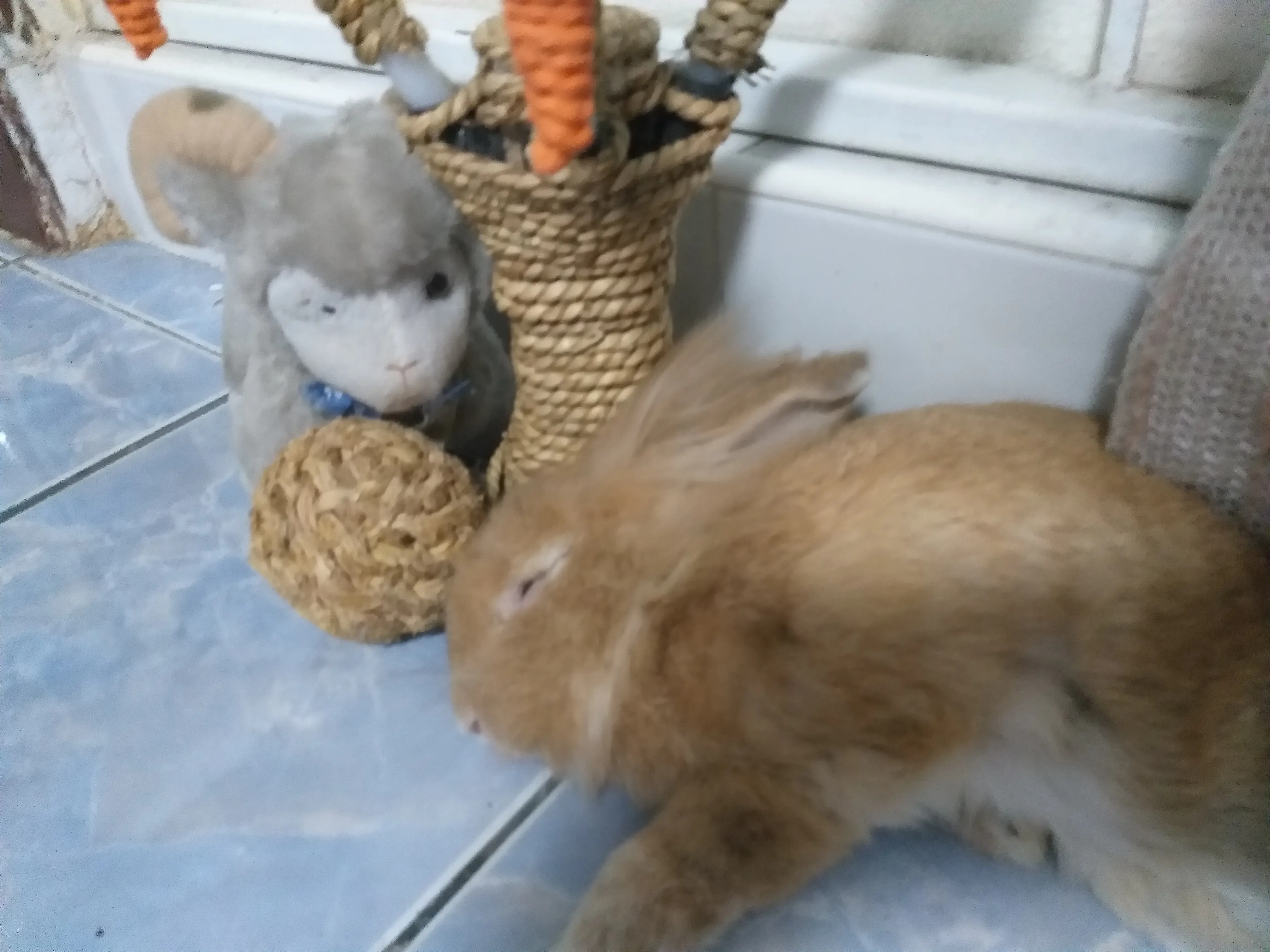 5 สิ่งรู้ไว้ กระต่ายมีความสุข | แกลเลอรีที่โพสต์โดย Tony Bunny | Lemon8