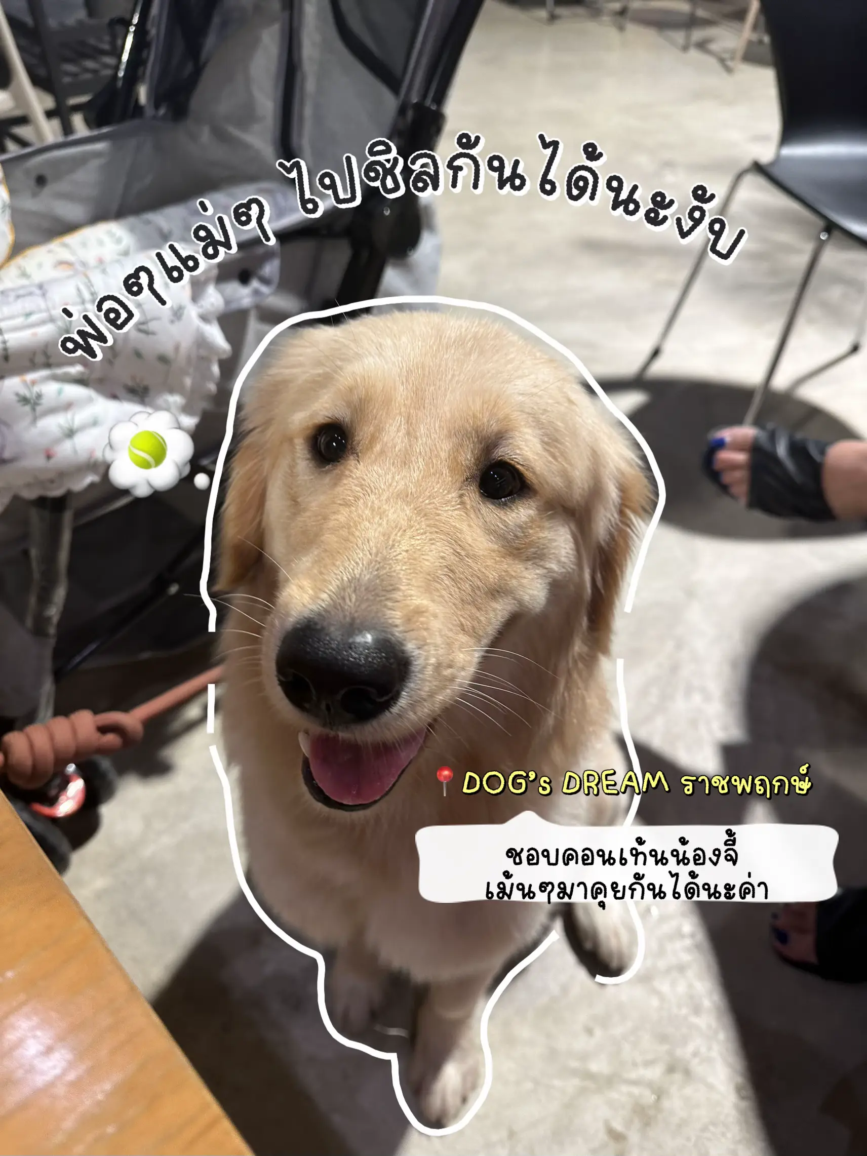 DOG’S DREAM บาร์ที่พาน้องหมา/แมว ไปได้ 😍 | แกลเลอรีที่โพสต์โดย Ploypai | Lemon8