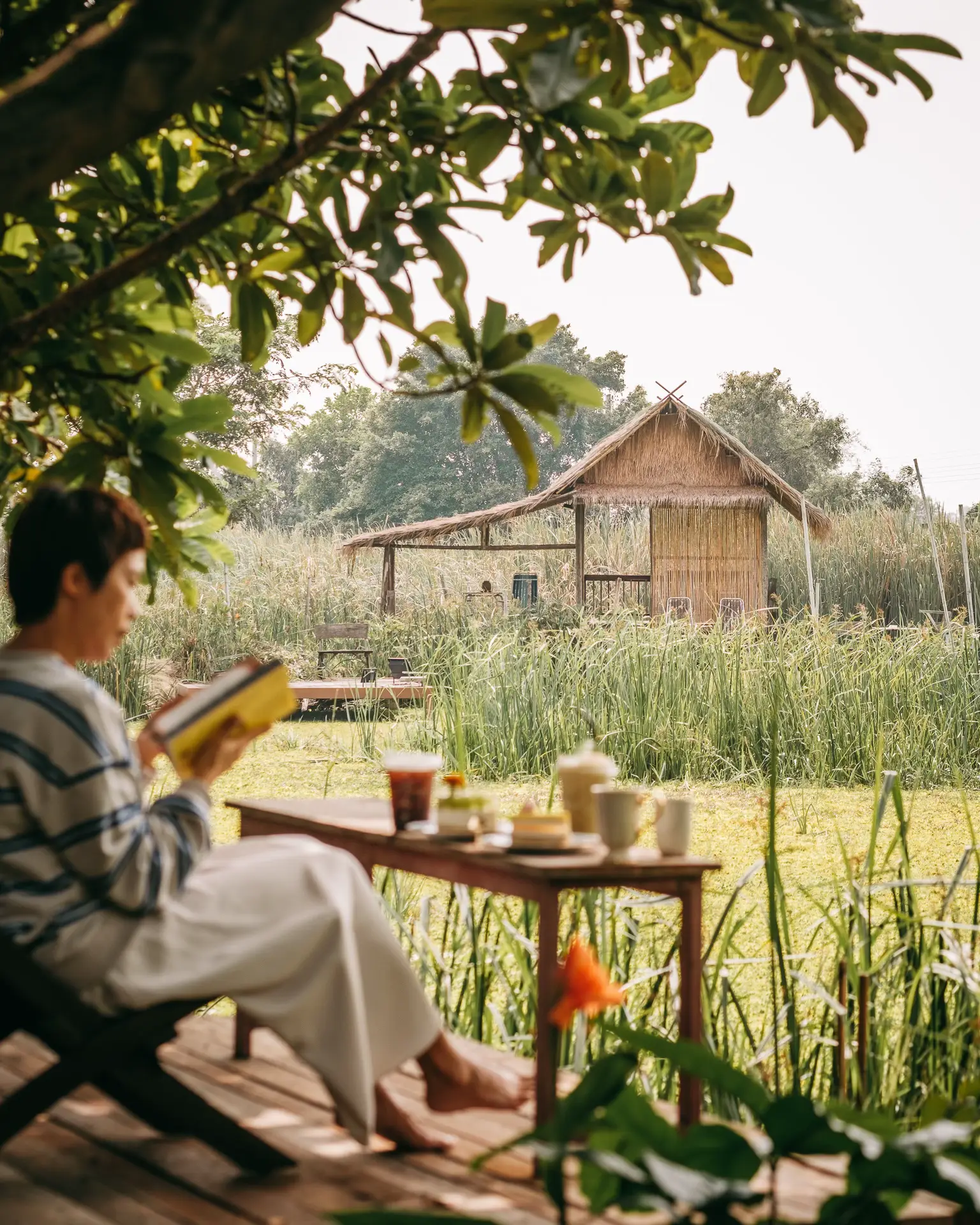 Sweet Forest, a small cafe that hides beautiful nature, Pathum Thani ...