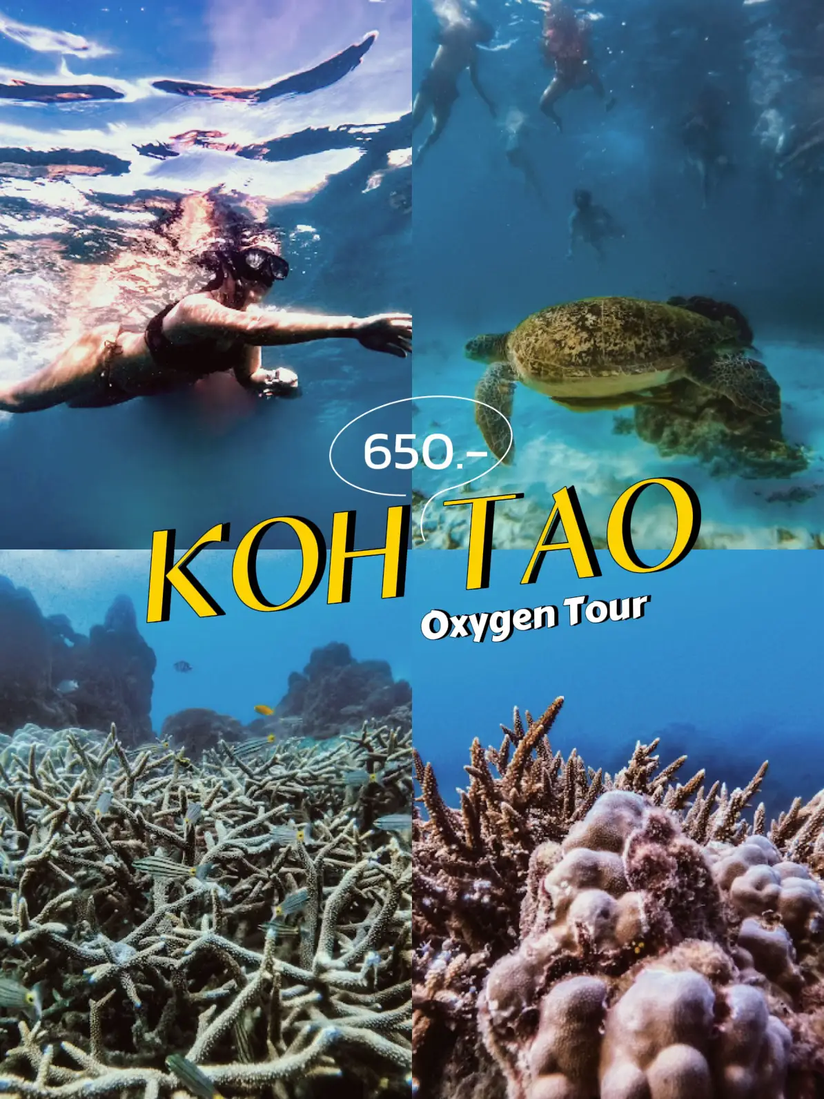รีวิวดำน้ำเกาะเต่ากับ Oxygen Tour 650.- ได้อะไรบ้าง | แกลเลอรีที่โพสต์ ...