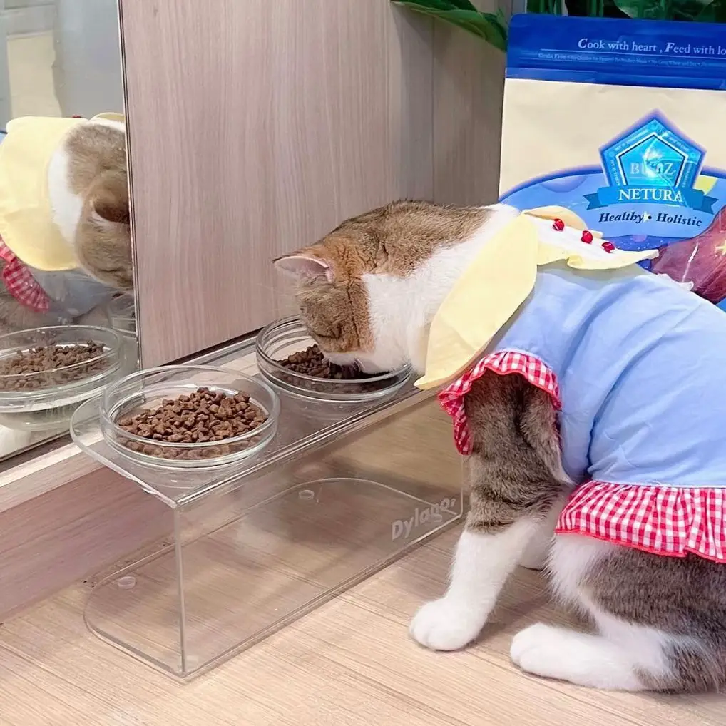 รีวิวชามอาหารยกสูงแบบใส Dylano | แกลเลอรีที่โพสต์โดย มังคุดมนุษย์แมว ...