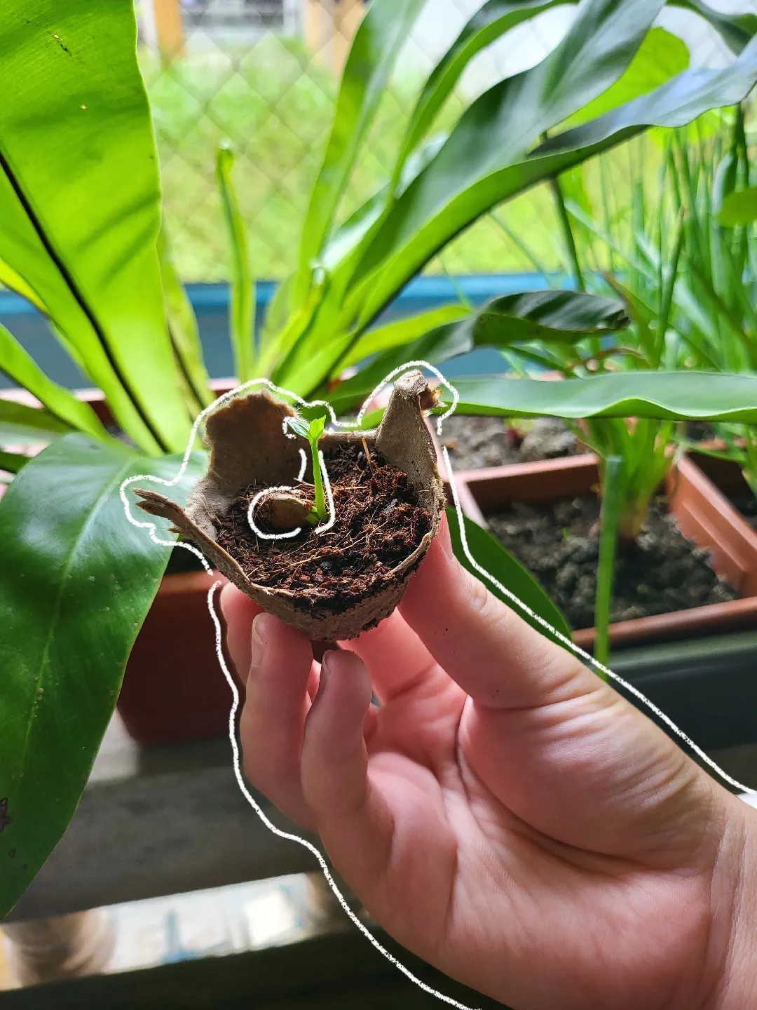 Little Pomelo Sprout | Galeri disiarkan oleh Rachael | Lemon8