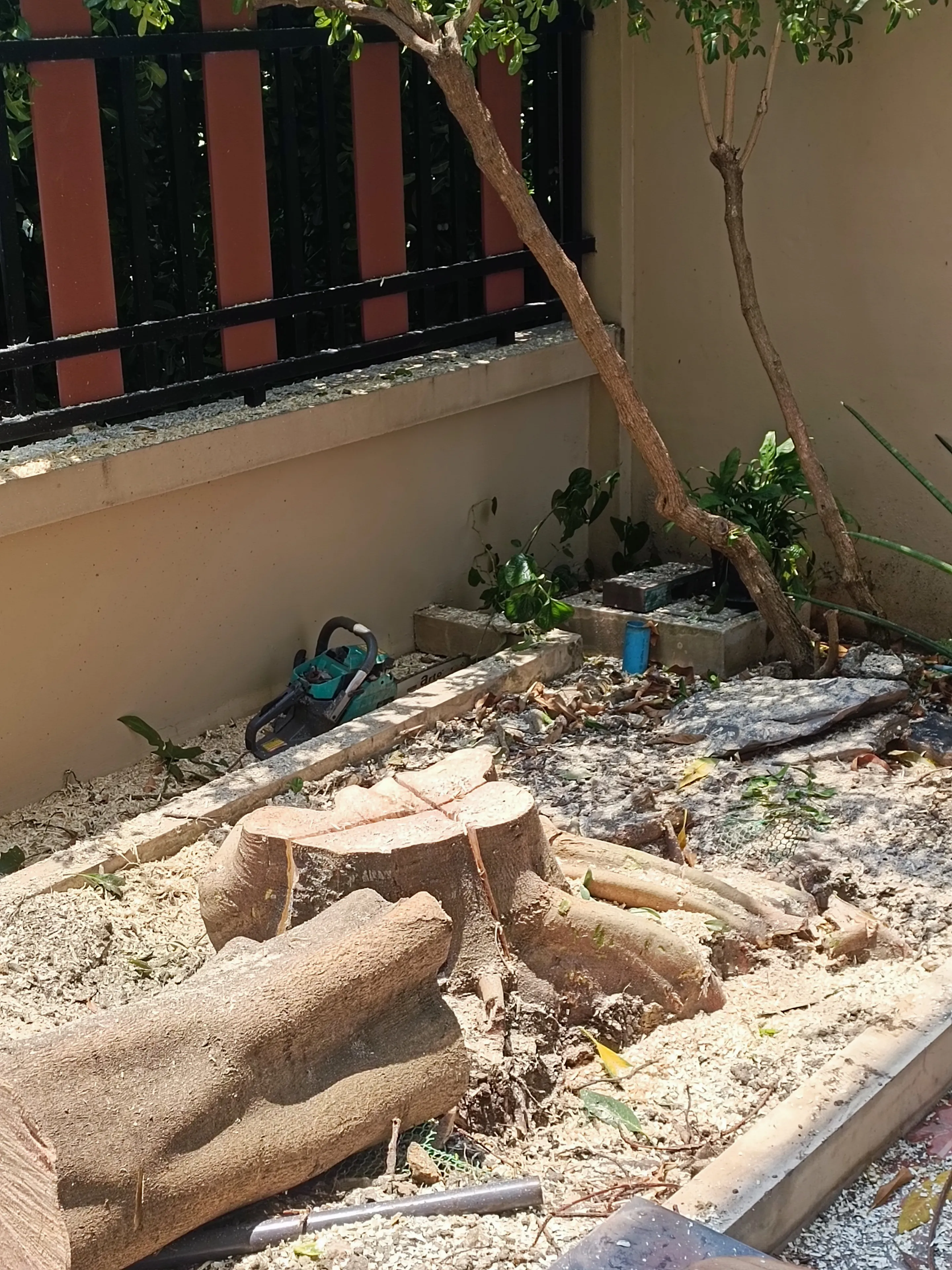 ก ร ะ ดิ่ ง น า ง ฟ้ า 🌳 | แกลเลอรีที่โพสต์โดย Nut Nuttakarn | Lemon8