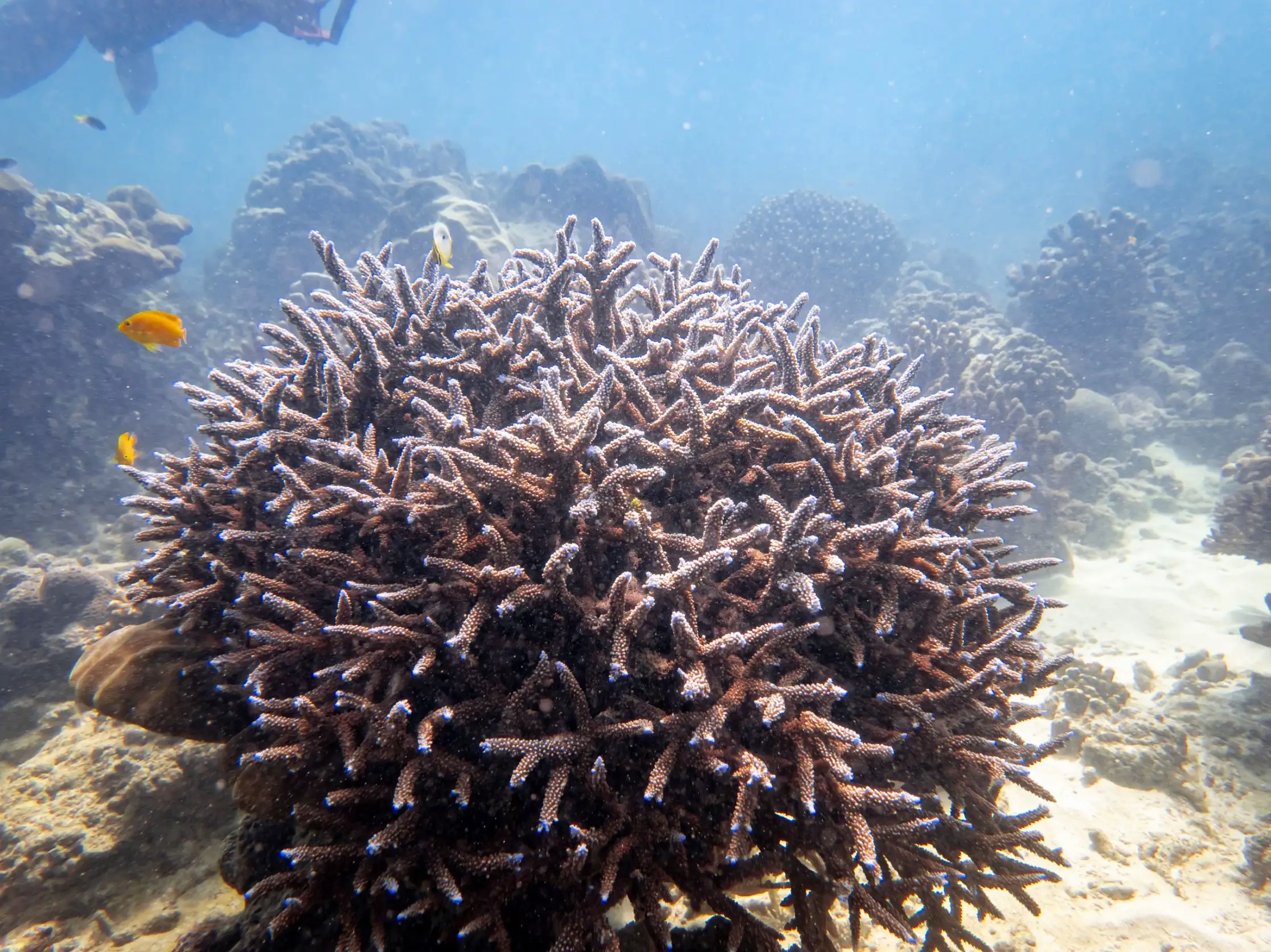 ดำน้ำเก็บขยะปลูกปะการัง | แกลเลอรีที่โพสต์โดย PIPE DIVE | Lemon8