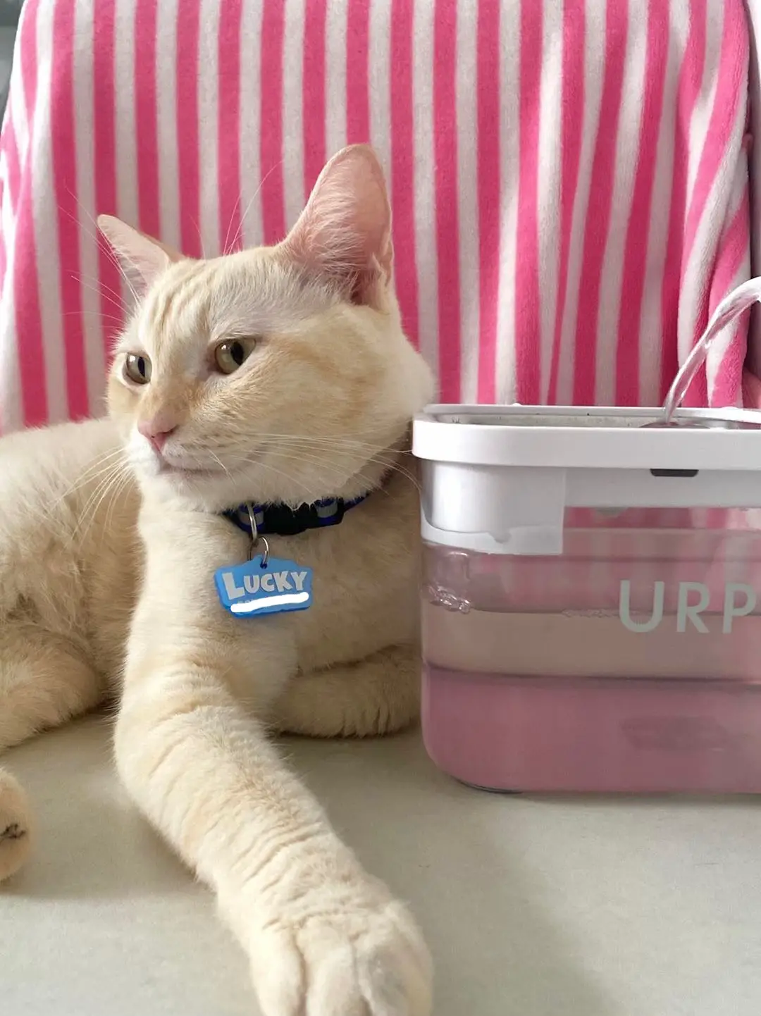 รีวิวน้ำพุแมวไร้สาย UR pet v.4 | แกลเลอรีที่โพสต์โดย kalogkokgeak | Lemon8